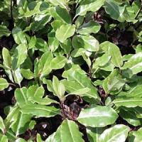 Pittosporum Tenuifolium Tom Thumb Tawhiwhi Tom Thumb