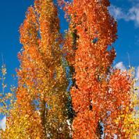 Populus Tremula Erecta Swedish Aspen Upright Aspen Fastigiata