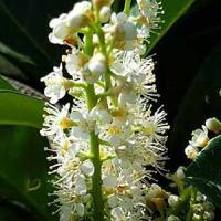 Prunus laurocerasus Zabeliana. Zabels Cherry Laurel for Sale