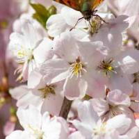 Prunus Pandora Cherry Prunus Pandora Multi Stem Trees Online