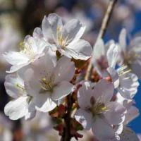 Prunus Spire Cherry Spire Ornamental Cherry Trees for Sale
