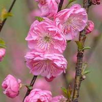 Prunus Triloba Rosenmund Cherry Almond or Flowering Almond