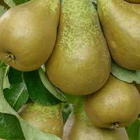 Pleached Conference Pear. Pyrus Communis Conference Pleached