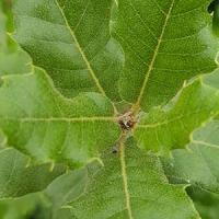 Quercus Ilex Hedging Holm Oak Hedging Mature Evergreen Hedge