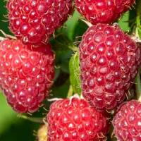 Raspberries. Rubus Idaeus Raspberry Bushes Fruit Plants