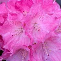 Rhododendron Kalinka Purple Flowering Evergreen Shrub