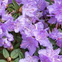 Rhododendron Ramapo Dwarf Low-Growing Variety. Lilac Flowers