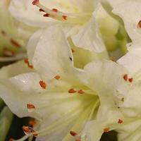 Dwarf Rhododendron Shamrock for Sale Online UK