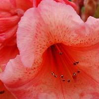 Rhododendron Tortoise Shell Orange for Sale Online UK