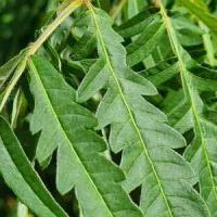 Rhus Typhina Dissecta. Cut Leaved Stags Horn Sumach for Sale