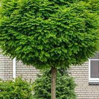 Robinia Standard Trees Robinia Pseudoacacia Umbraculifera