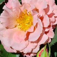 Rosa Alibaba Climbing Rose for Sale Online UK Wide Delivery