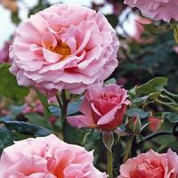 Buy Aloha Climbing Rose. Rosa Aloha Kordes Climber