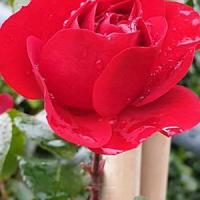 Rosa Amadeus Climbing Red Rose for Sale Online UK