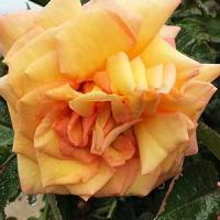 Rosa Barock Climbing Rose for Sale Online UK