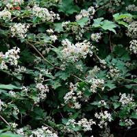 Stephanandra Incisa Crispa Lace. Low Growing Ground Cover