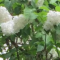 Syringa Vulgaris Alba Common White Lilac for Sale Online UK