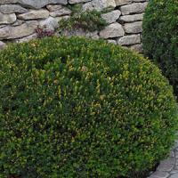 Taxus Baccata Domes. Yew Topiary Domes For Sale UK