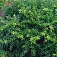 Taxus Baccata Repandans Yew Repandans. Low Growing Yew Shrub