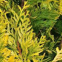 Thuja Occidentalis Yellow Ribbon. White Cedar Yellow Ribbon