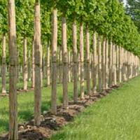 Pleached Tilia Cordata Pleached Small Leaved Lime Trees