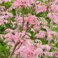 Toona Sinensis Flamingo Chinese Cedar Flamingo Tree for Sale
