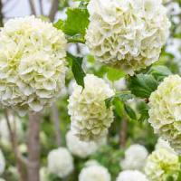 Viburnum Opulus Roseum Snowball Tree for Sale Online UK IRL
