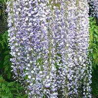Wisteria Floribunda Multijuga Wisteria Floribunda Longissima