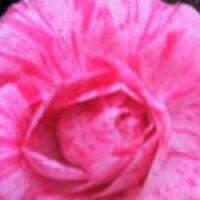 Camellia Japonica Roma Risorta Evergreen Shrub. Buy UK