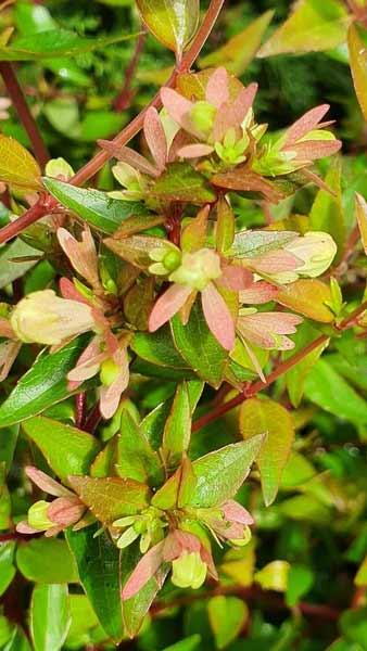 Abelia Grandiflora Prostrata Abelia Prostrate White for Sale