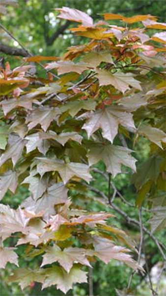 Acer Platanoides Royal Red Norway Maple Royal Red Multi Stem