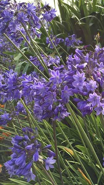 Agapanthus Africanus Blue Thunder African Lily Blue Thunder