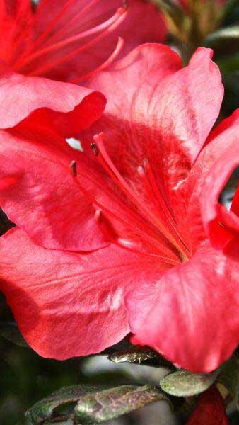 Azalea Arabesk. Profuse red flowers Nice compact bushy shape