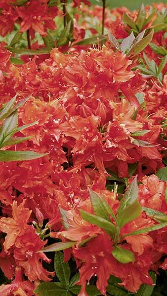 Azalea Hotspur Red. Deciduous Exbury Azalea for Sale Online