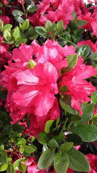 Azalea Johanna AGM for Sale Online at Paramount Plants UK