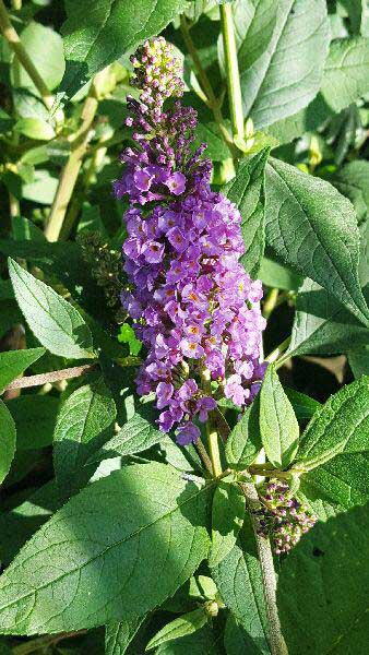 Dwarf Buddleia Lilac Chip Butterfly Bush Hybrid for Sale