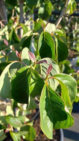 Cornus Florida Rubra Red Giant Flowering Dogwood Red Giant