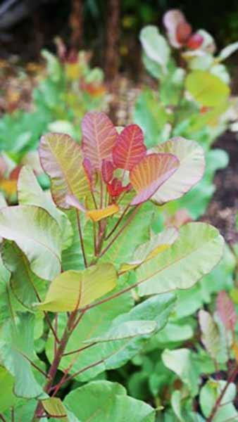 Cotinus Coggygria Old Fashioned Smoke Bush For Sale Online