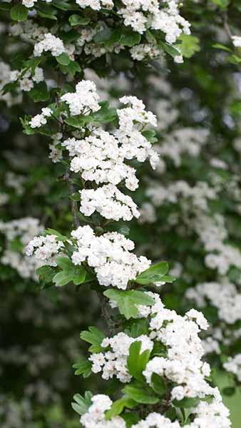 Crataegus Laevigata Plena Hawthorn Plena Standard Trees UK