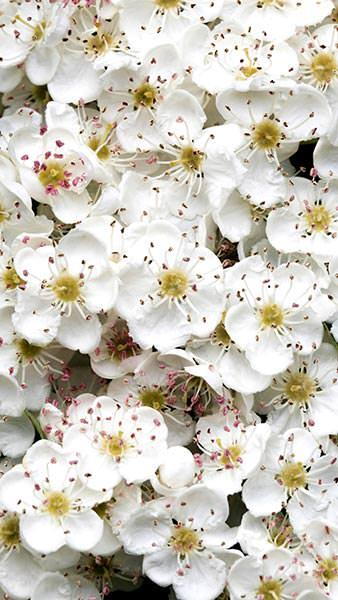 Upright Hawthorn Pleached Crataegus Monogyna Stricta Pleach