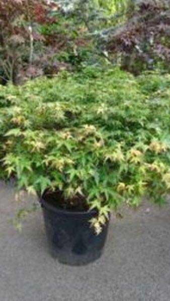 Acer Palmatum Little Princess Japanese Acer Tree Buy Online