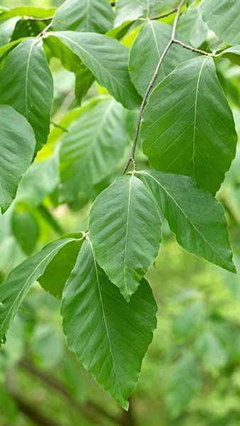 Fagus Orientalis Iskander Oriental Beech Trees for Sale UK