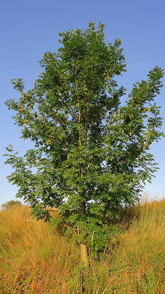 Fraxinus Excelsior Nana Dwarf Ash Tree for Sale Online