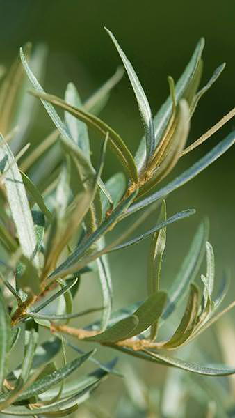 Hippophae Rhamnoides Hikul Sea Buckthorn Silver Star - Male