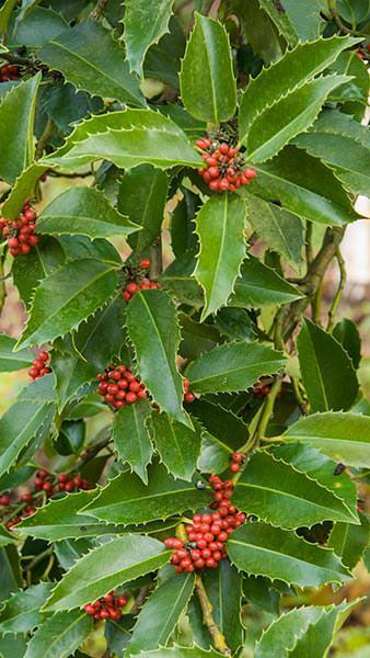 Ilex Koehneana Chestnut Leaf Holly Pleached Trees For Sale UK