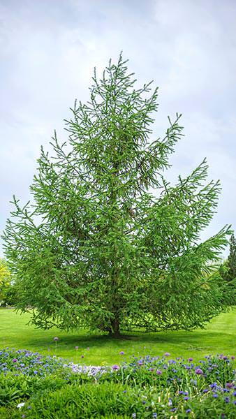 Larix Kaempferi Japanese Larch Tree. Deciduous Conifer