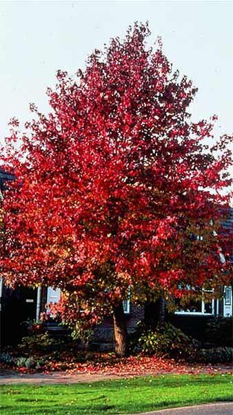 Liquidambar Styraciflua American Sweetgum Tree Pleached
