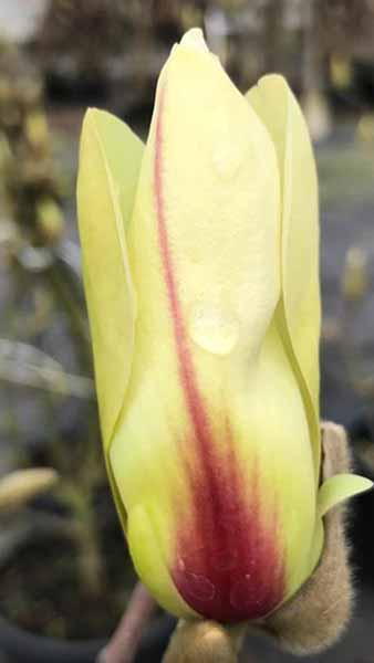 Magnolia Denudata Sunrise, Magnolia Sunrise Yulan Magnolia