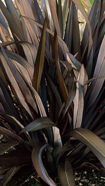 Phormium Tenax Surfer Bronze New Zealand Flax Surfer Bronze