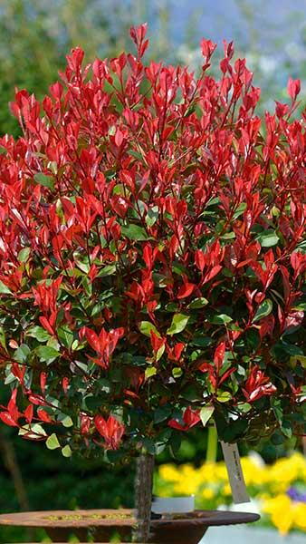 Photinia Red Robin Compacta Topiary Standard Trees for Sale